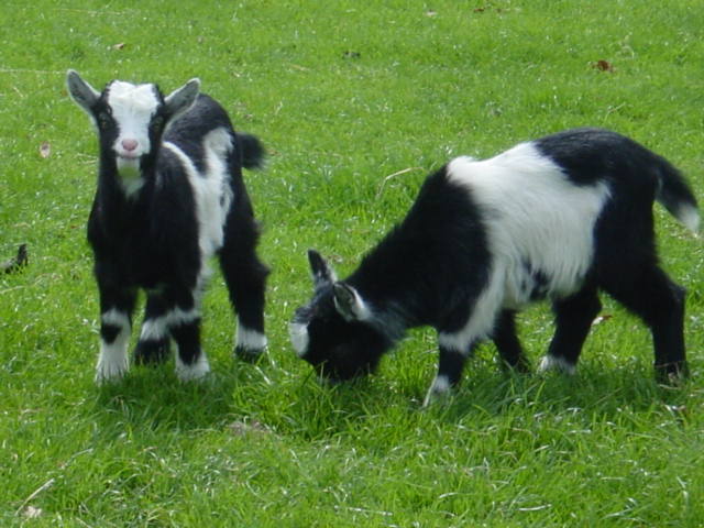 Scholtenhagen - Geiten